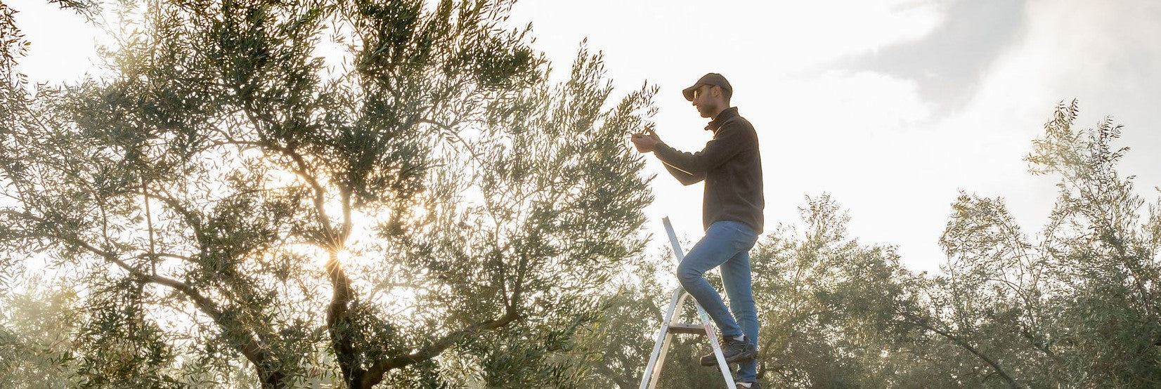 OMED Extra Virgin Olive Oil: A Single-Origin Essential – WIND SHORE Goods